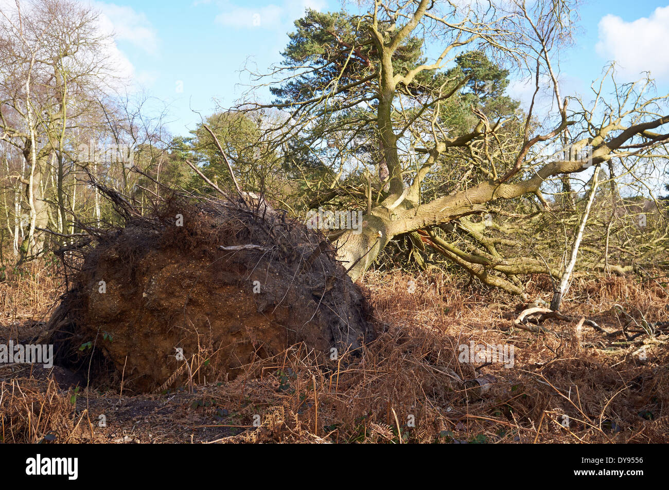 Strong rooted hi-res stock photography and images - Alamy