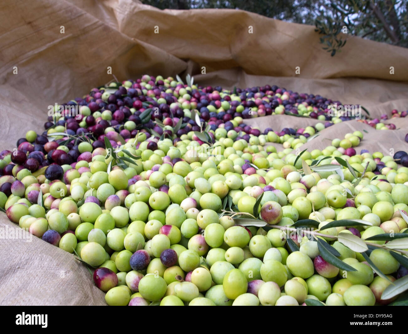 Beautiful freshly picked olives ready for processing Stock Photo - Alamy