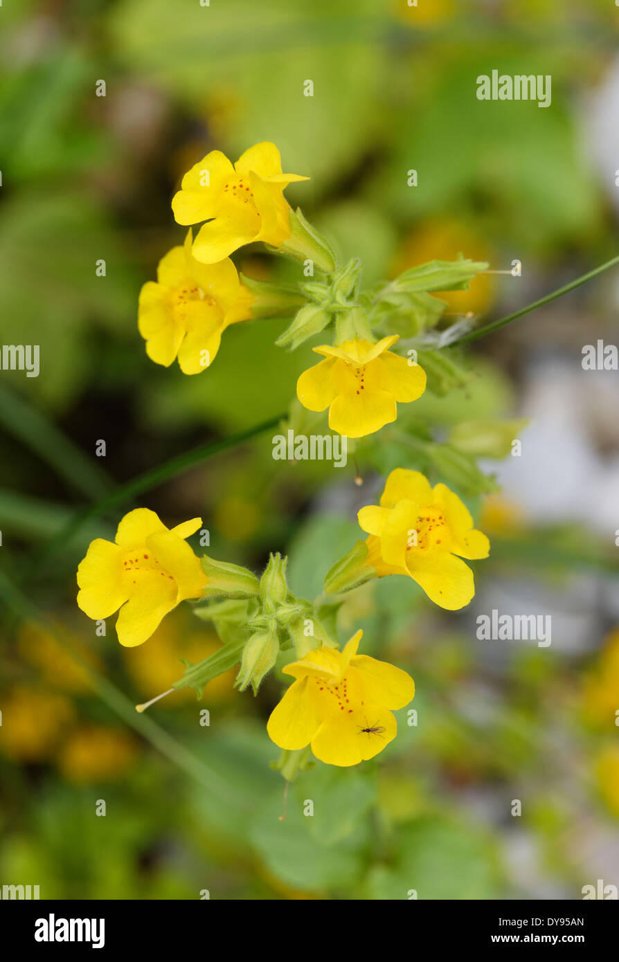 Germany, Bavaria, yellow Monkey flower (Mimulus guttatus), close-up ...