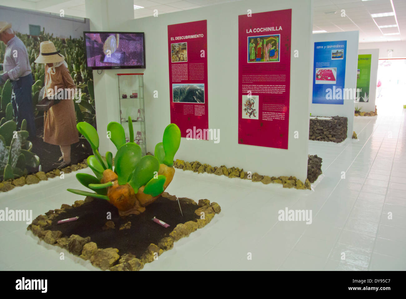 Museo de Aloe Vera, Aloe Vera museum, Yaiza, Lanzarote, Canary Islands ...