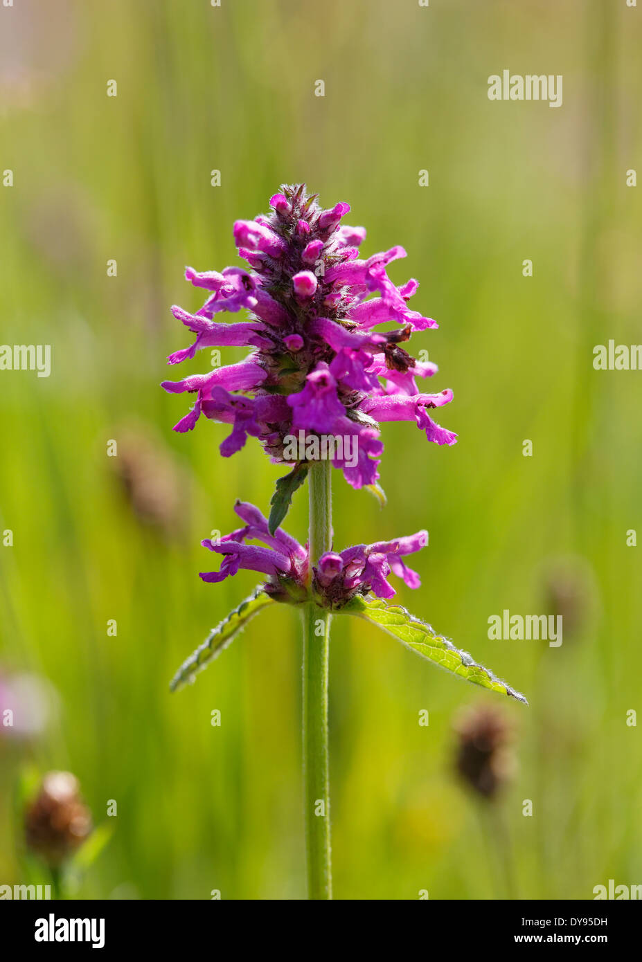 Betonica officinalis hi-res stock photography and images - Alamy