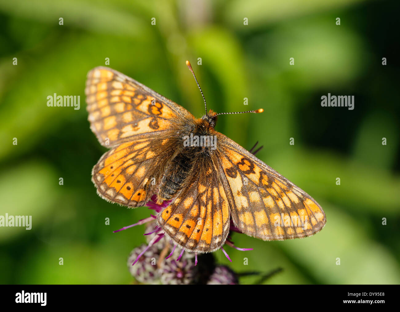 Germany, Bavaria, Upper Bavaria, Marsh Fritillary (Euphydryas aurinia ...