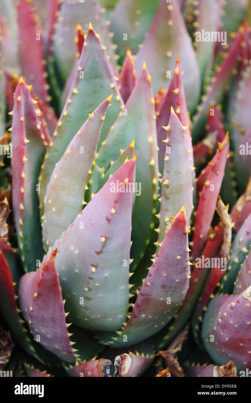 Soap Aloe, Aloe saponaria, Australia Stock Photo - Alamy