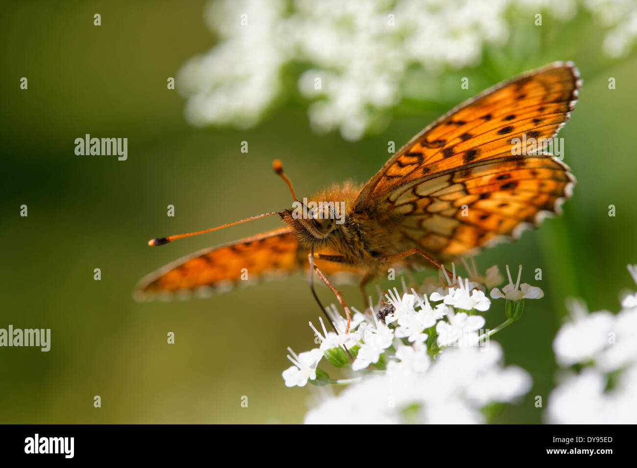 Mother of pearl butterfly hi-res stock photography and images - Alamy