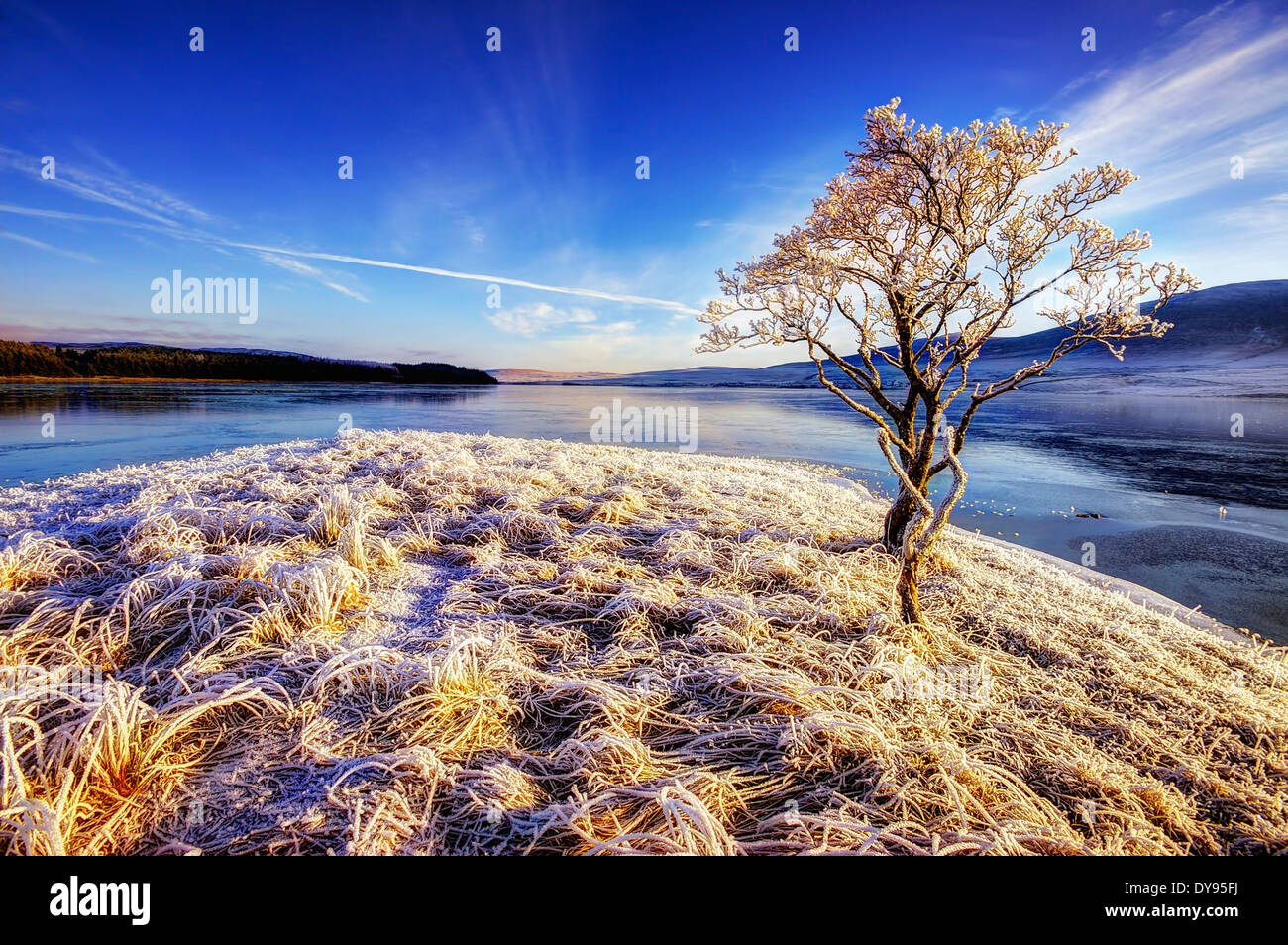 Great Britain, Scotland, Altnaharra, Loch, hoarfrost, snow and tree ...