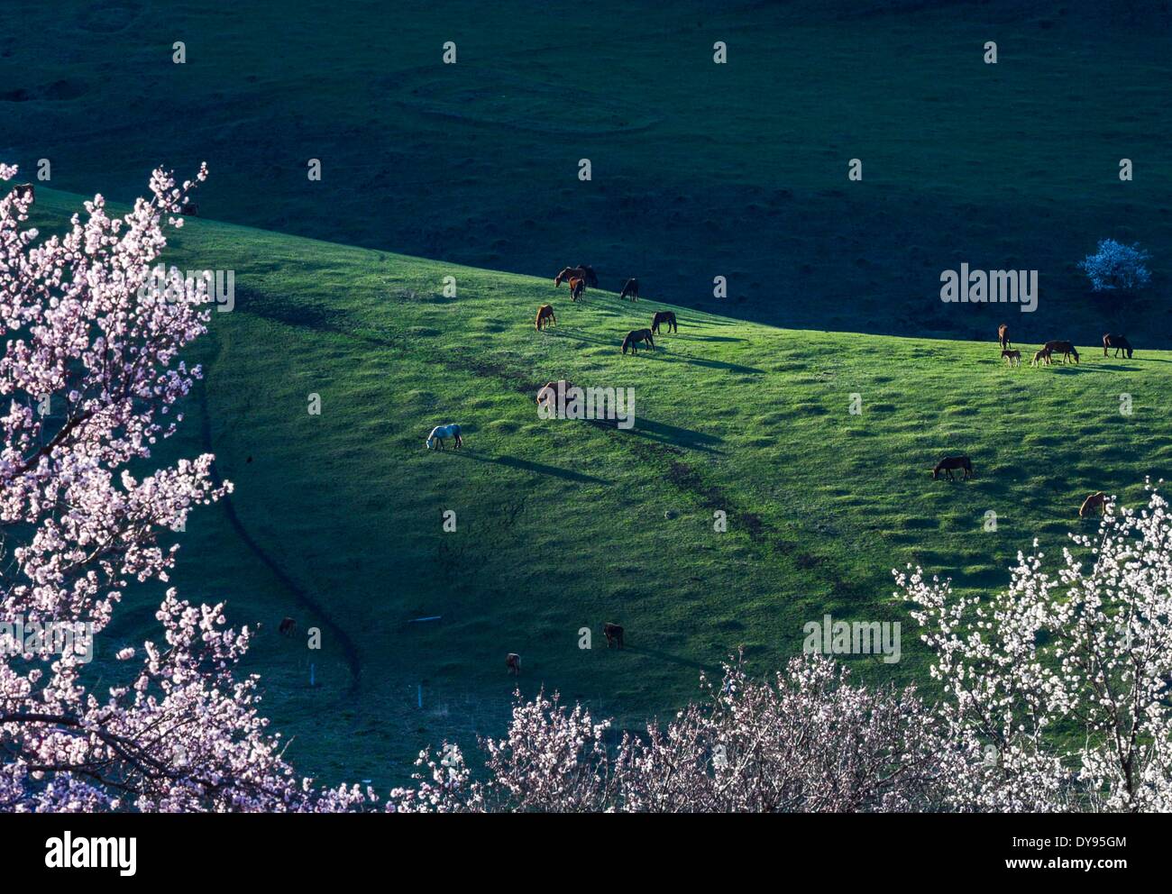 Township horses hi-res stock photography and images - Alamy