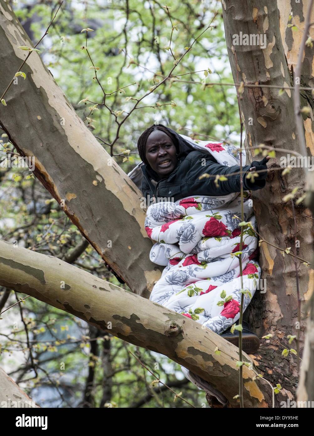 Berlin, Germany. 10th Apr, 2014. The Sudanese Napuli sits in a tree ...
