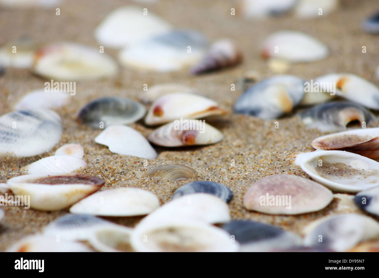 Venus clam hi-res stock photography and images - Alamy
