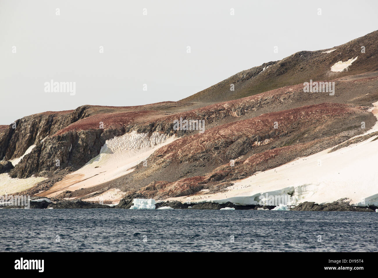 Guano in an Adelie Penguin, Pygoscelis adeliae, colony at Madder Cliffs ...