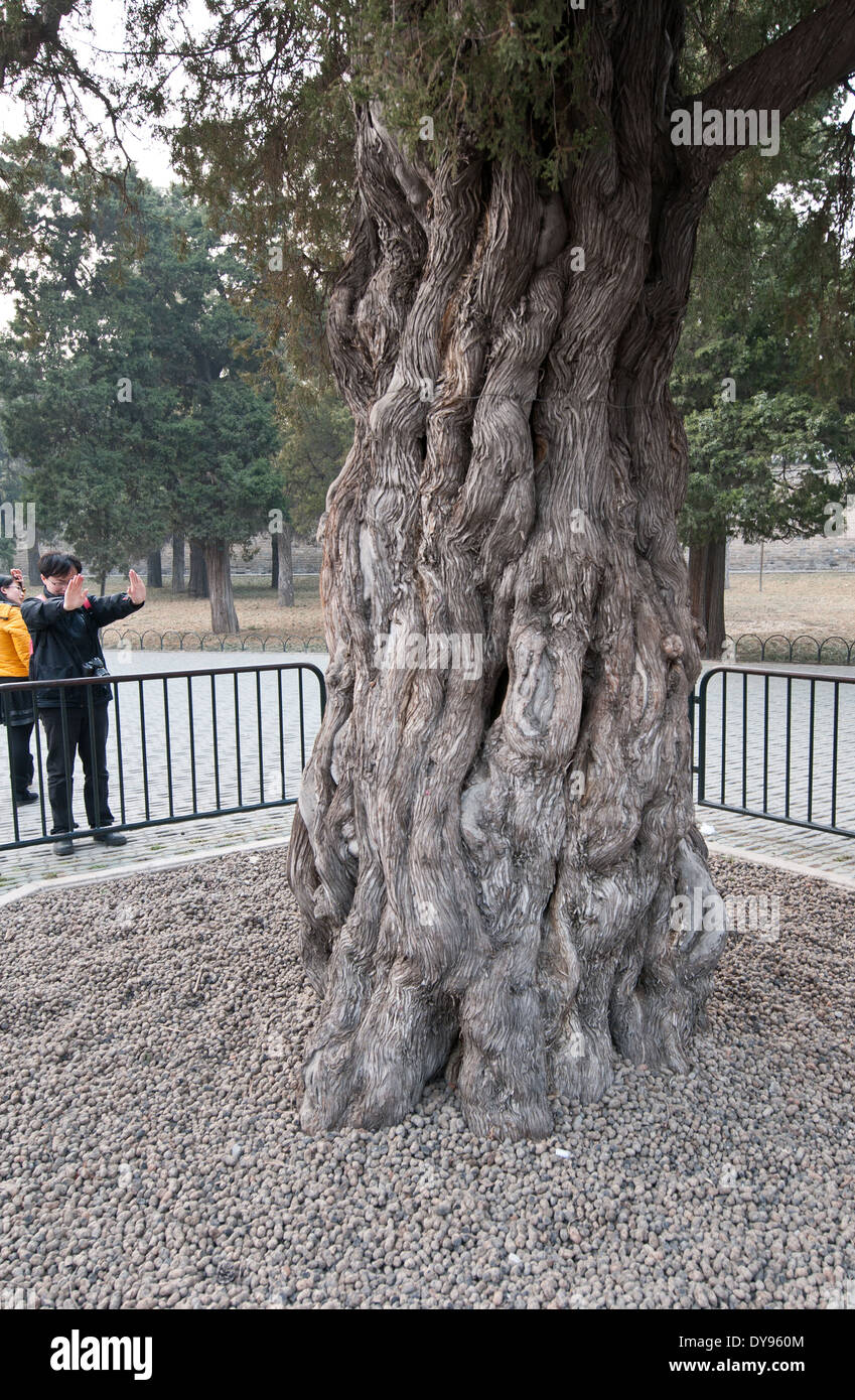 Over 500 years old Chinese Juniper tree (Juniperus chinensis) called ...
