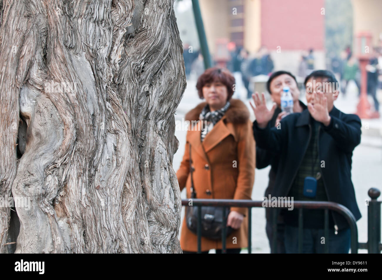 Over 500 years old Chinese Juniper tree (Juniperus chinensis) called ...