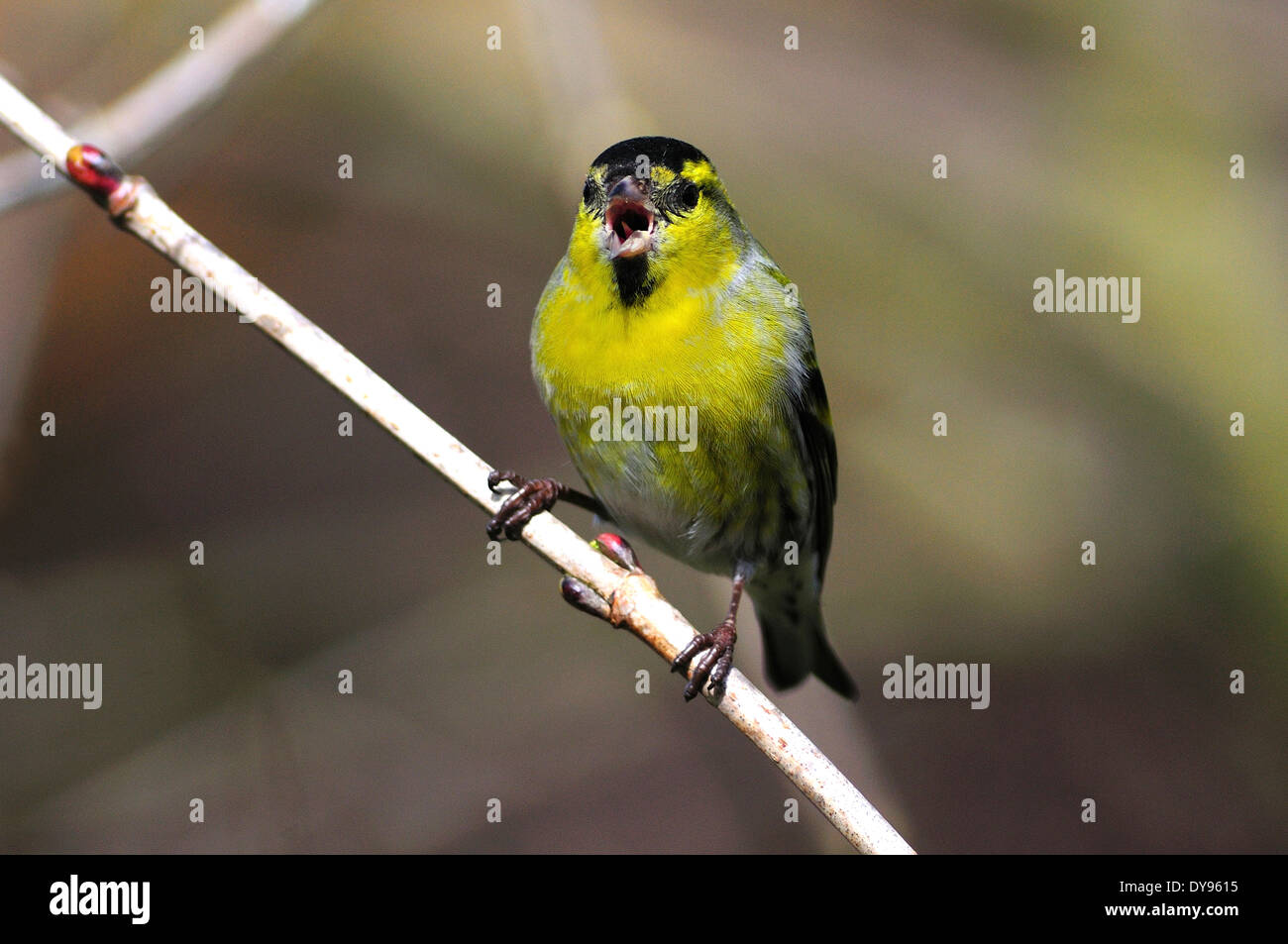 One male siskin hi-res stock photography and images - Alamy