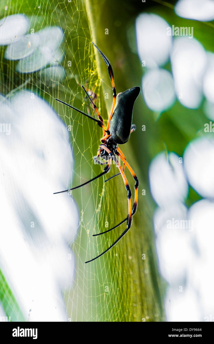 Spider In Seychelles High Resolution Stock Photography and Images - Alamy