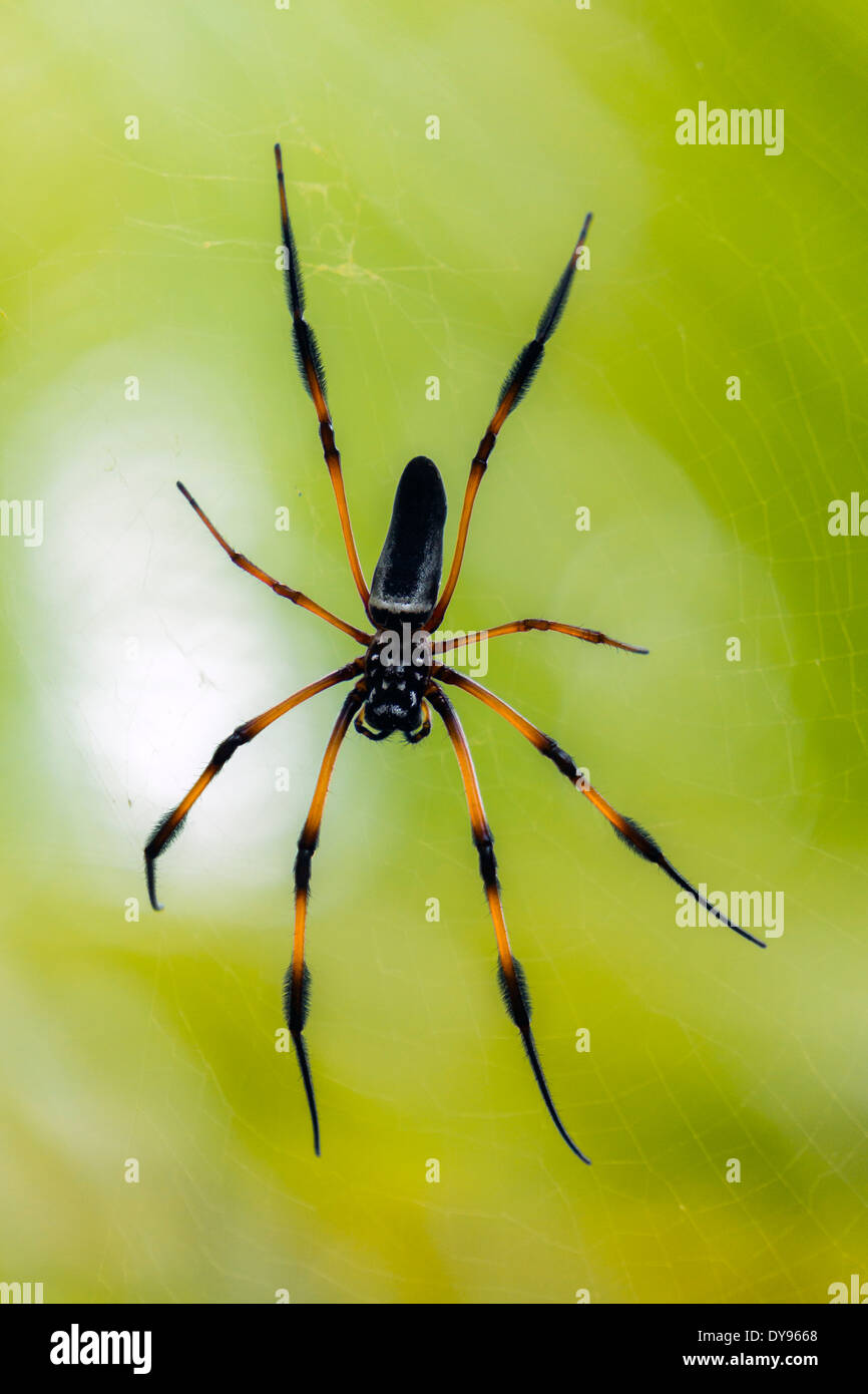 Spider In Seychelles High Resolution Stock Photography and Images - Alamy