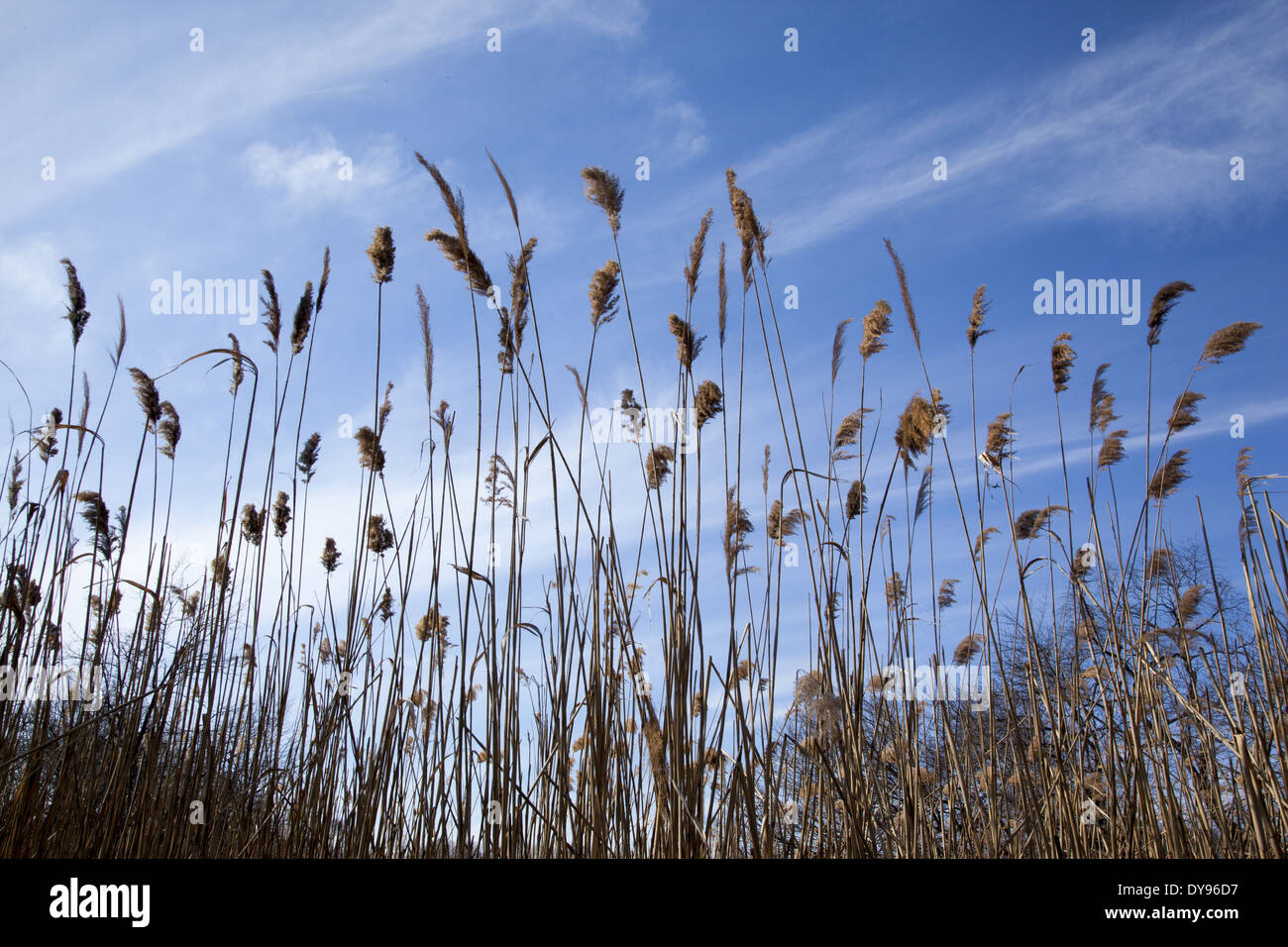 Early spring in Prospect Park, Brooklyn, NY Stock Photo - Alamy