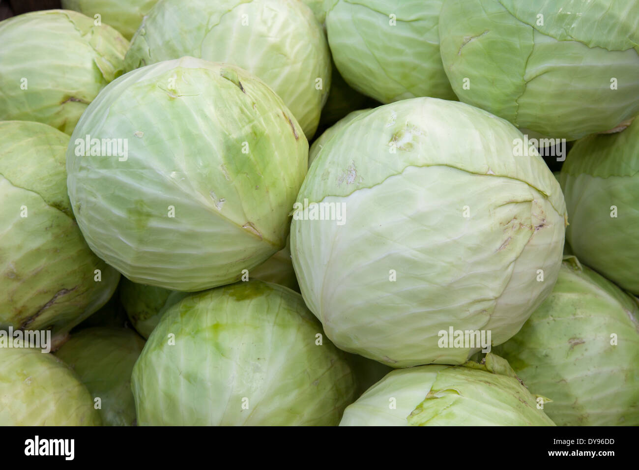 White cabbages on market, close-up Stock Photo - Alamy