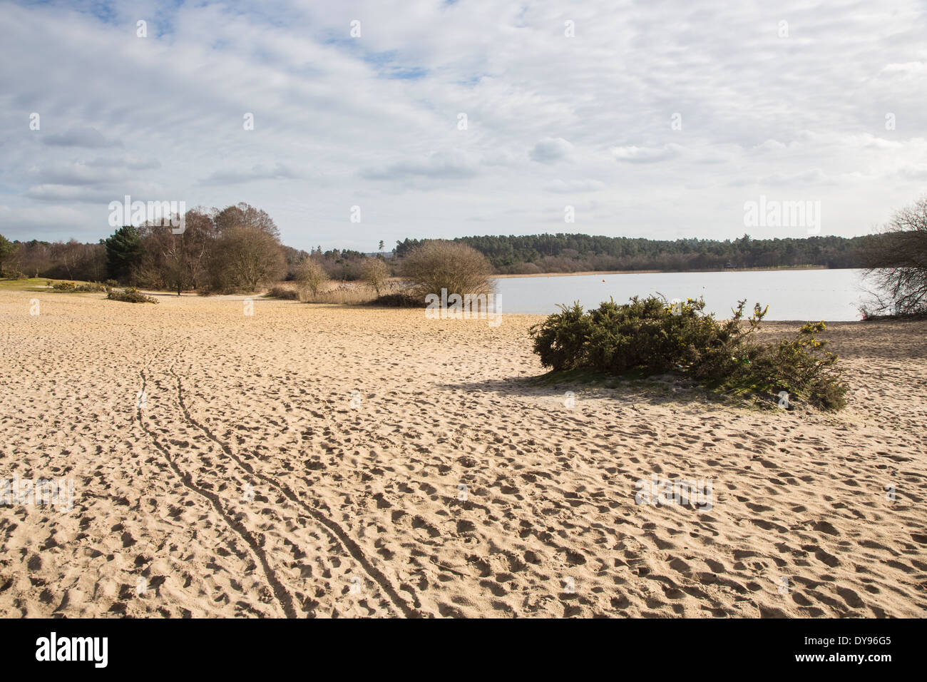 Frensham Great Pond, Frensham Common, Waverley, Surrey, in winter with ...