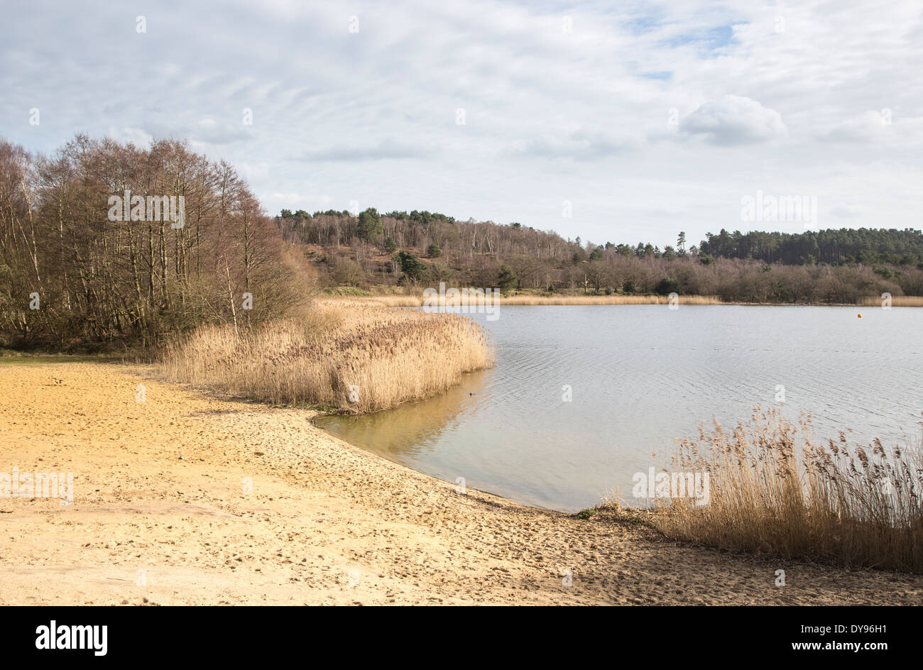 Frensham Great Pond, Frensham Common, Waverley, Surrey, UK, in winter ...