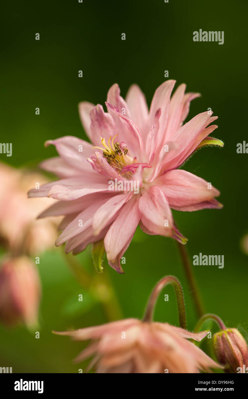 Aquilegia Nora Barlow' is an erect plant with divided, dark green ...