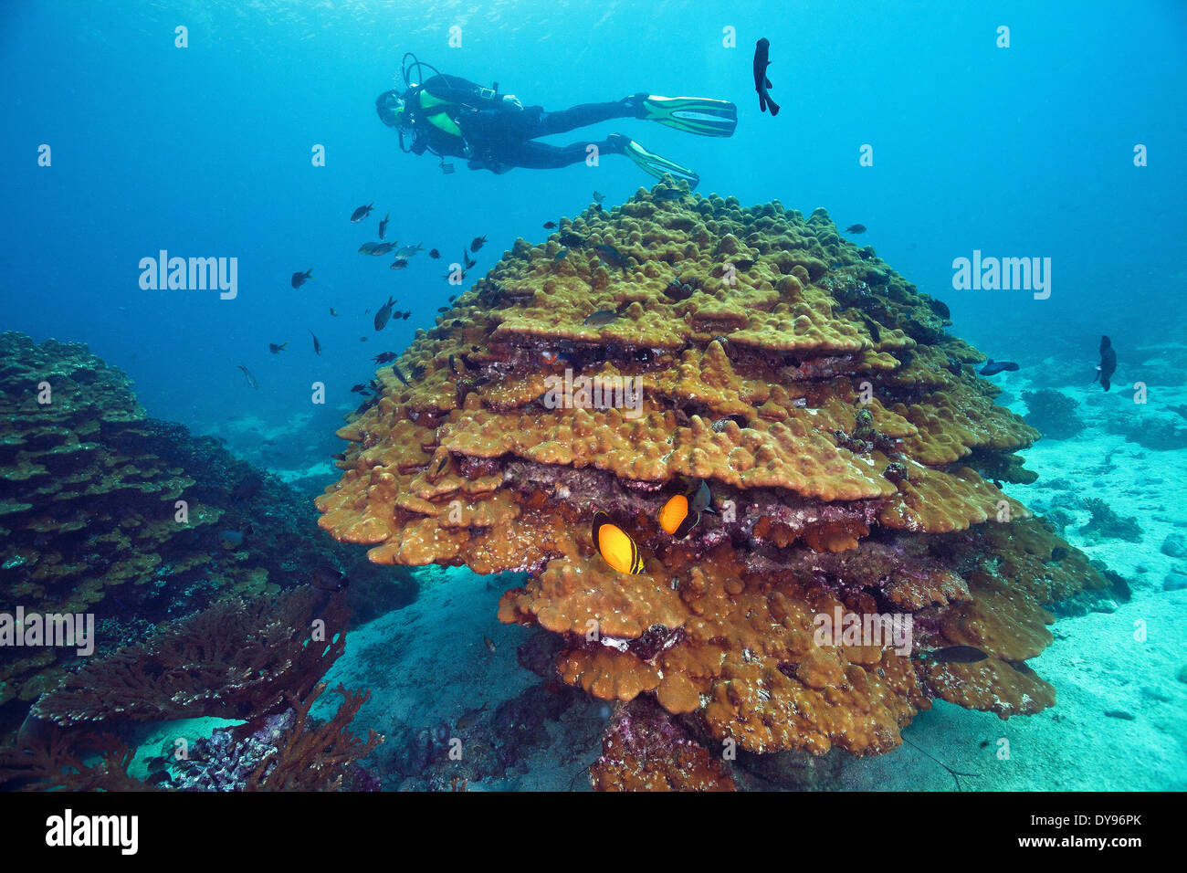 Oman, Fahal Island, Gulf of Oman, diver with goniopora coral in front ...