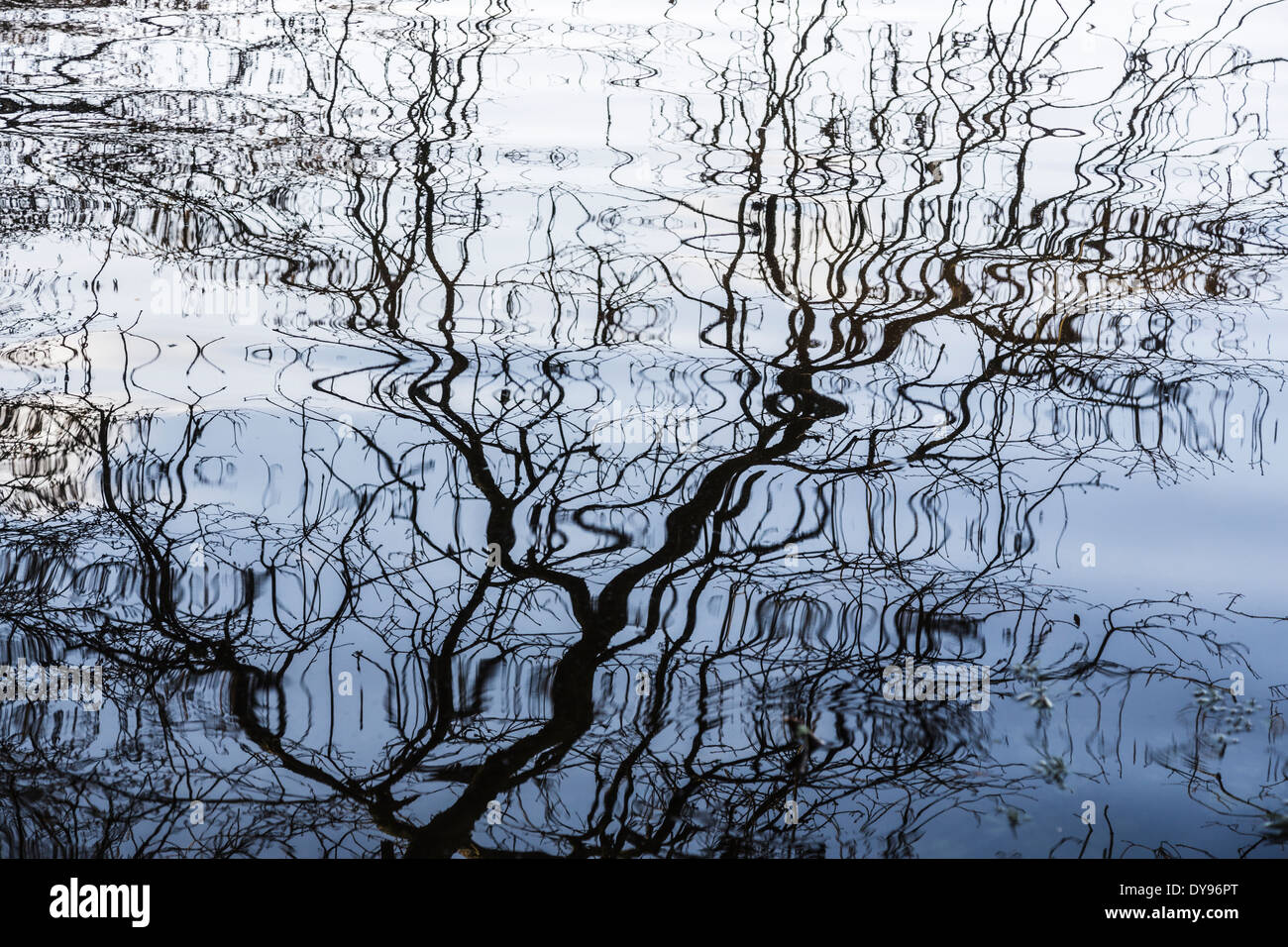Water surface with ripples and reflections of overhanging tree branches ...