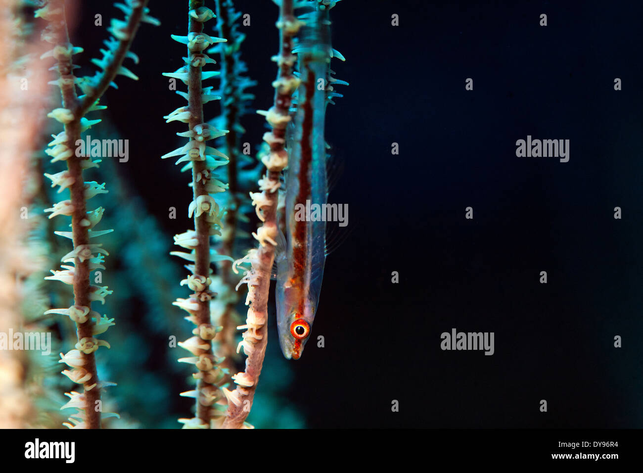 Oman, Daymaniyat Islands, Bryaninops youngei Stock Photo - Alamy