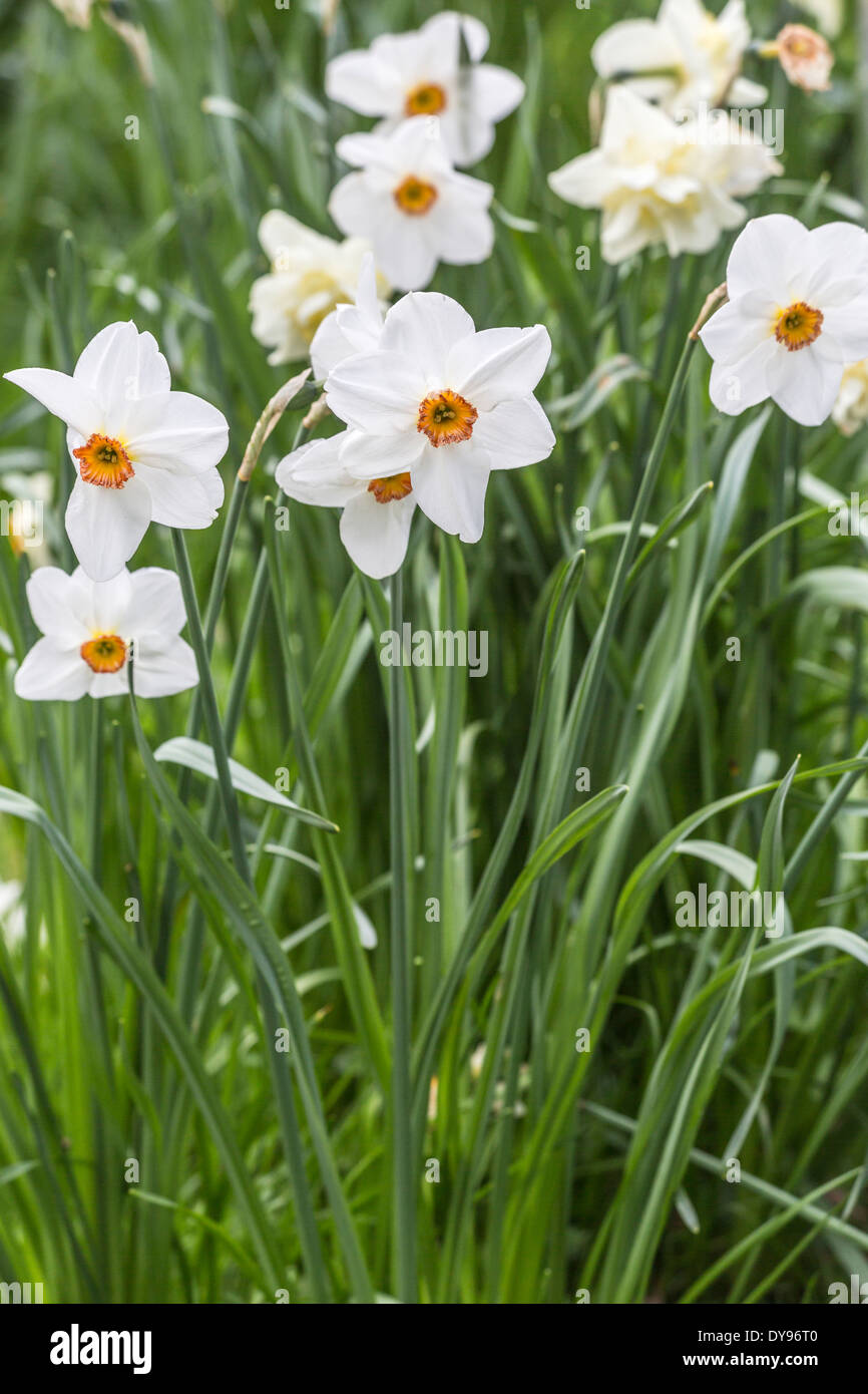 Narcissus 'Verger' - traditional old-fashioned white daffodil with ...