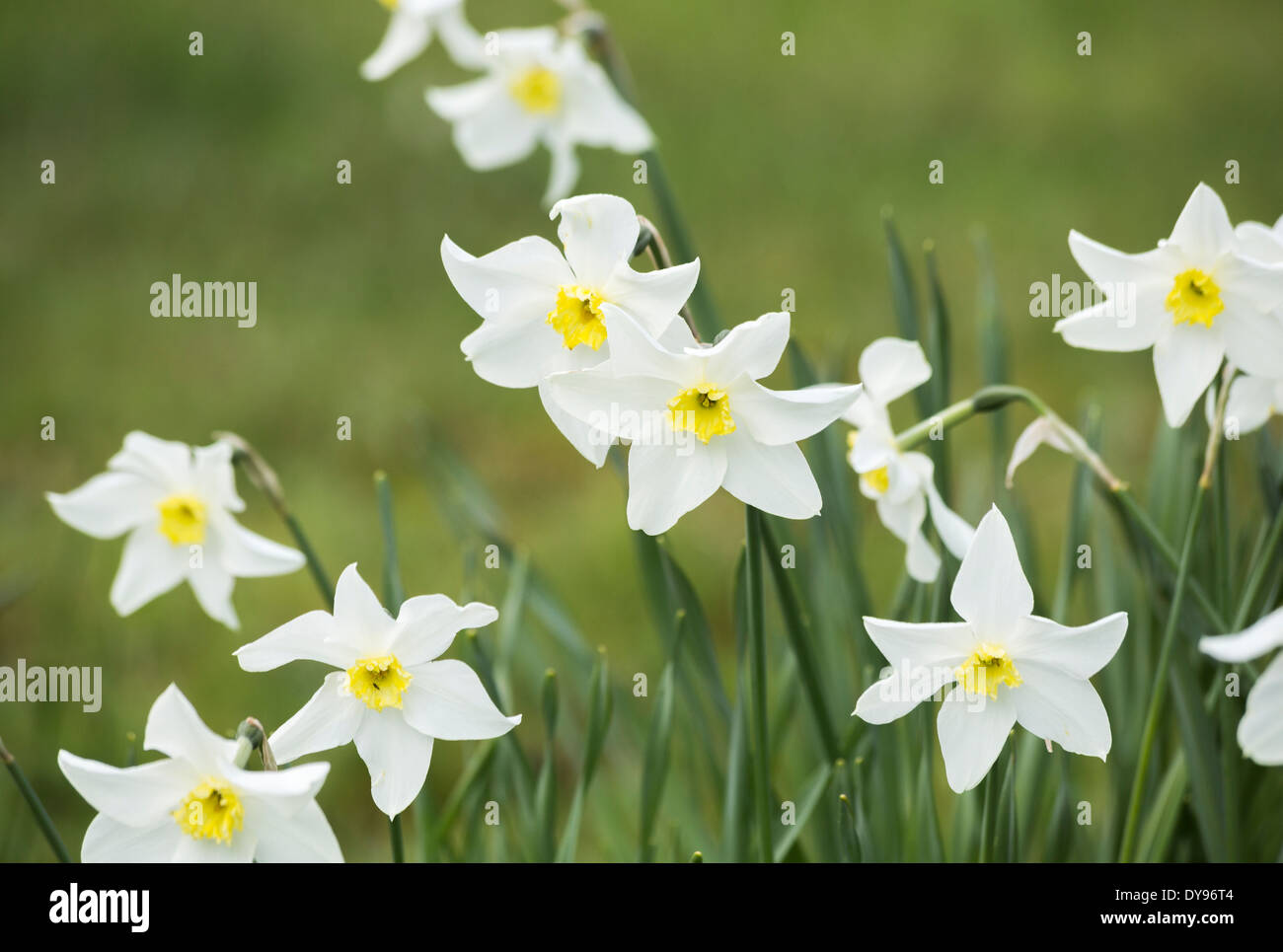 Narcissus White Lady, traditional old-fashioned white daffodil with ...