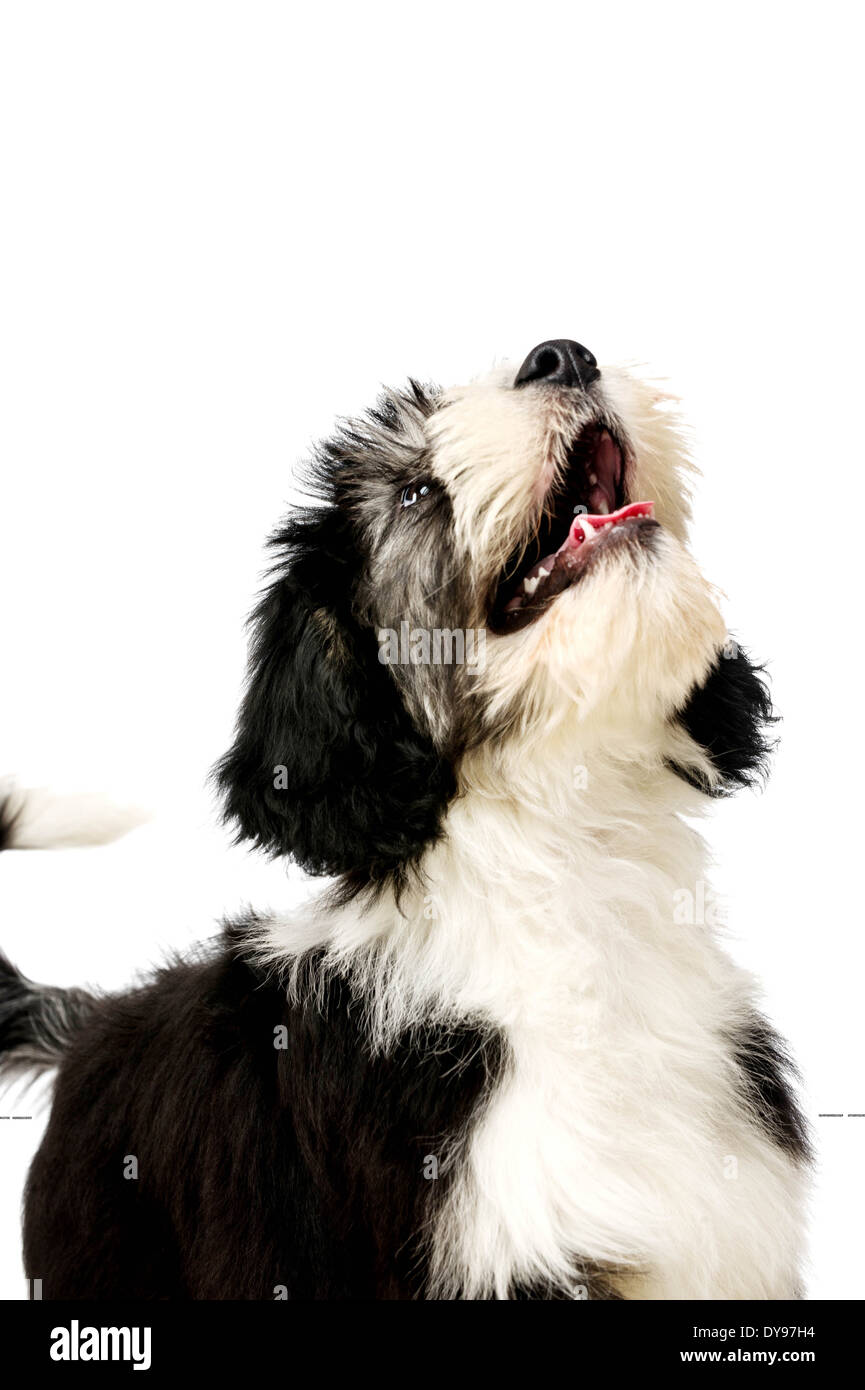 Polish Lowland Sheepdog looking up isolated on a white background Stock ...