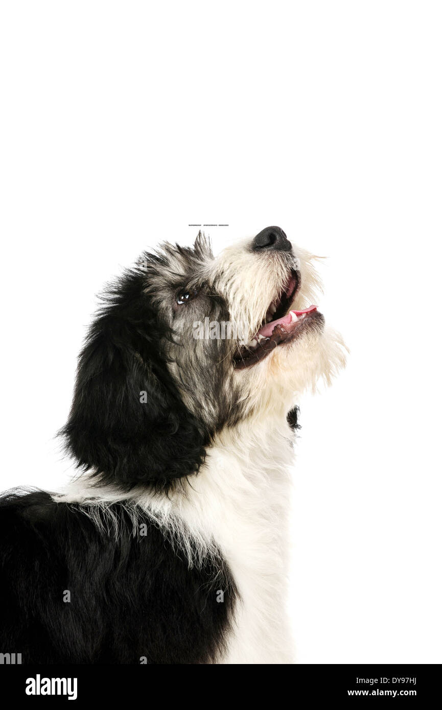 Polish Lowland Sheepdog looking up isolated on a white background Stock ...
