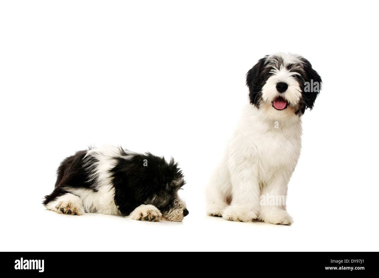 Two Polish Lowland Sheepdog laid and sat isolated on a white background ...