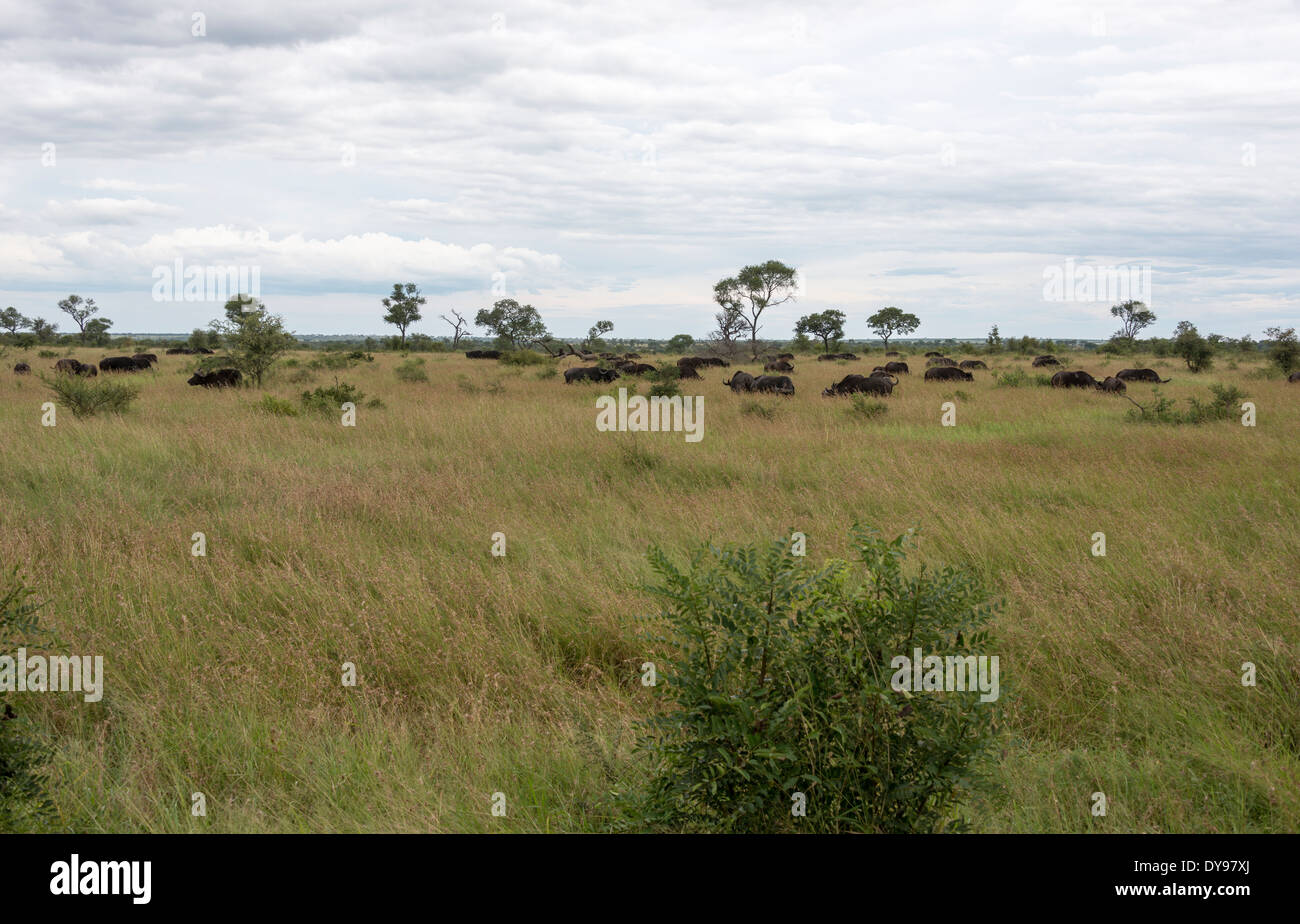 group buffelo in national kruger park south africa Stock Photo - Alamy