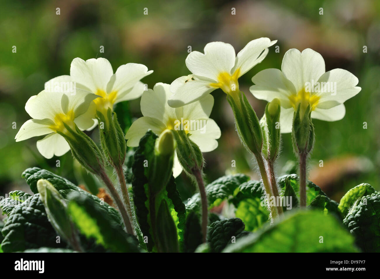 Woodland Primrose High Resolution Stock Photography and Images - Alamy