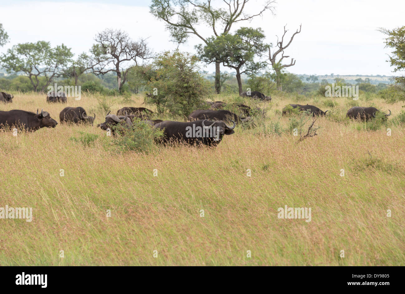 group buffelo in national kruger park south africa Stock Photo - Alamy