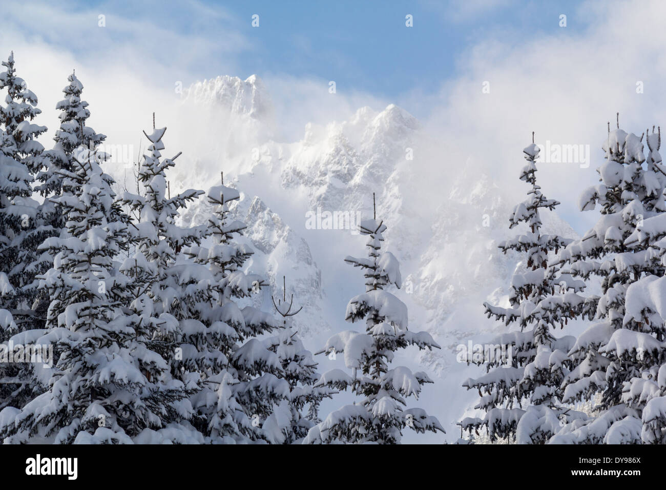 Snow laden conifers Stock Photo - Alamy