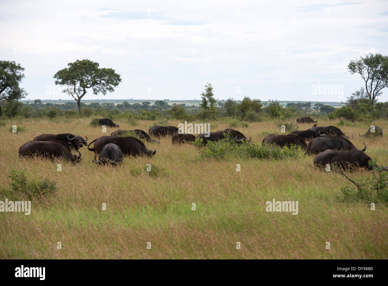 group buffelo in national kruger park south africa Stock Photo - Alamy