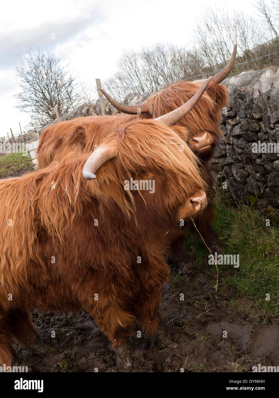 Cows horn horns hi-res stock photography and images - Alamy