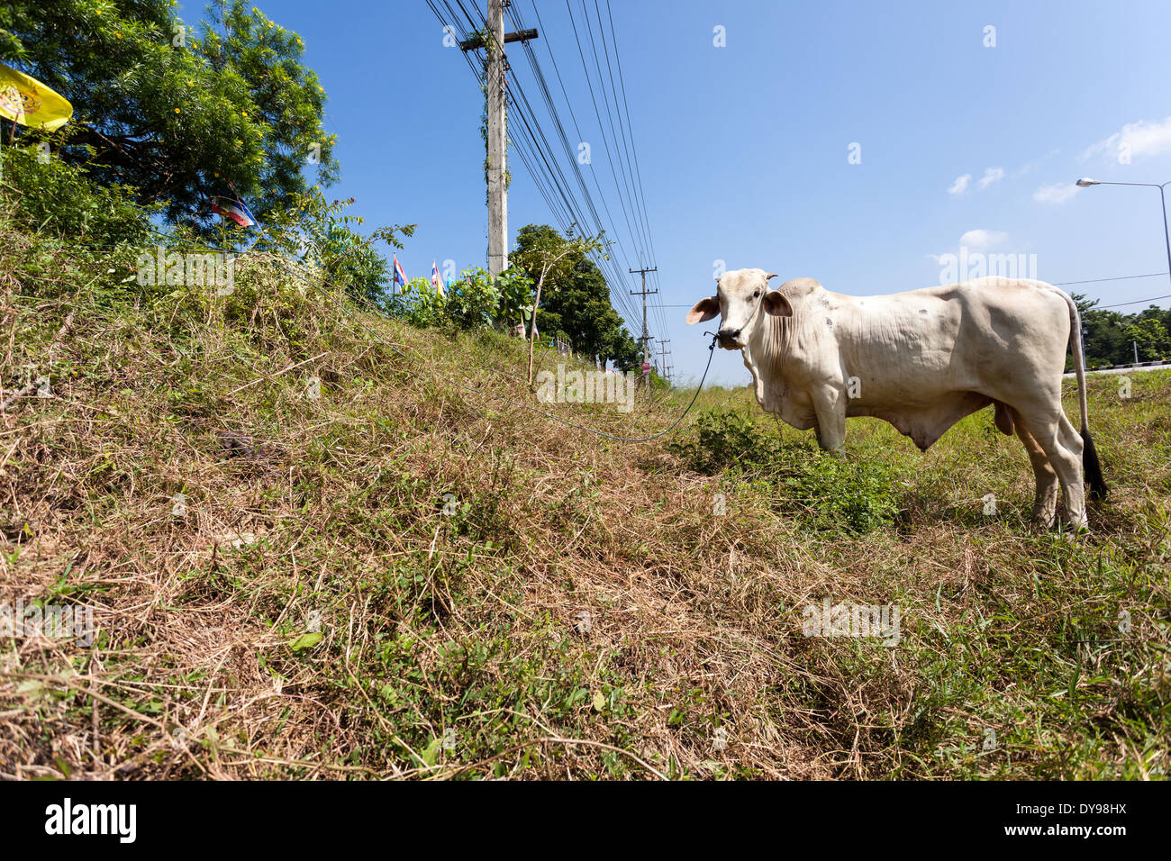 Bull with rope hi-res stock photography and images - Alamy