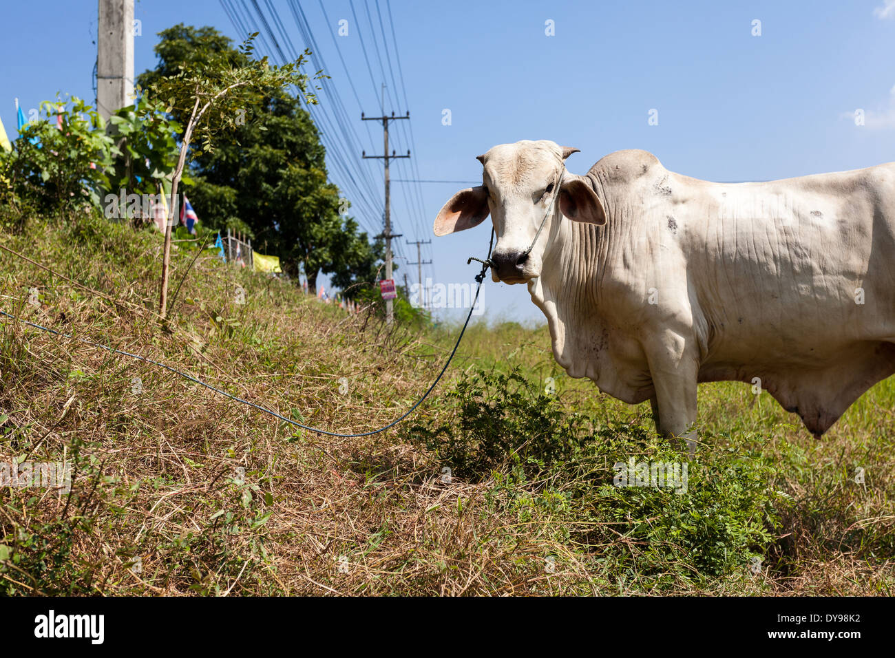 Bull with rope hi-res stock photography and images - Alamy