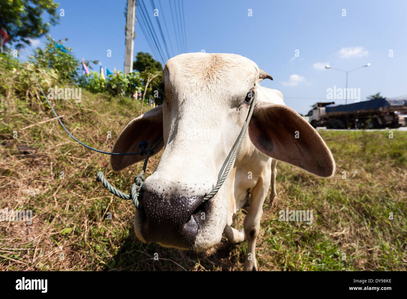 longest way a bull is grazing but is tied with a rope and curious Stock ...