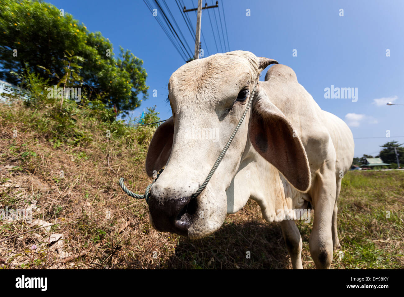Cattle animal cow bull field hi-res stock photography and images - Alamy