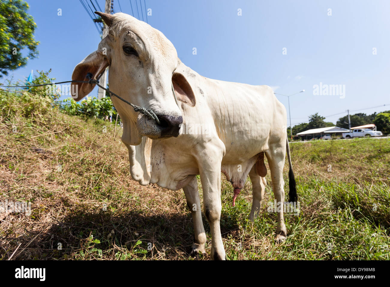 Cattle animal cow bull field hi-res stock photography and images - Alamy