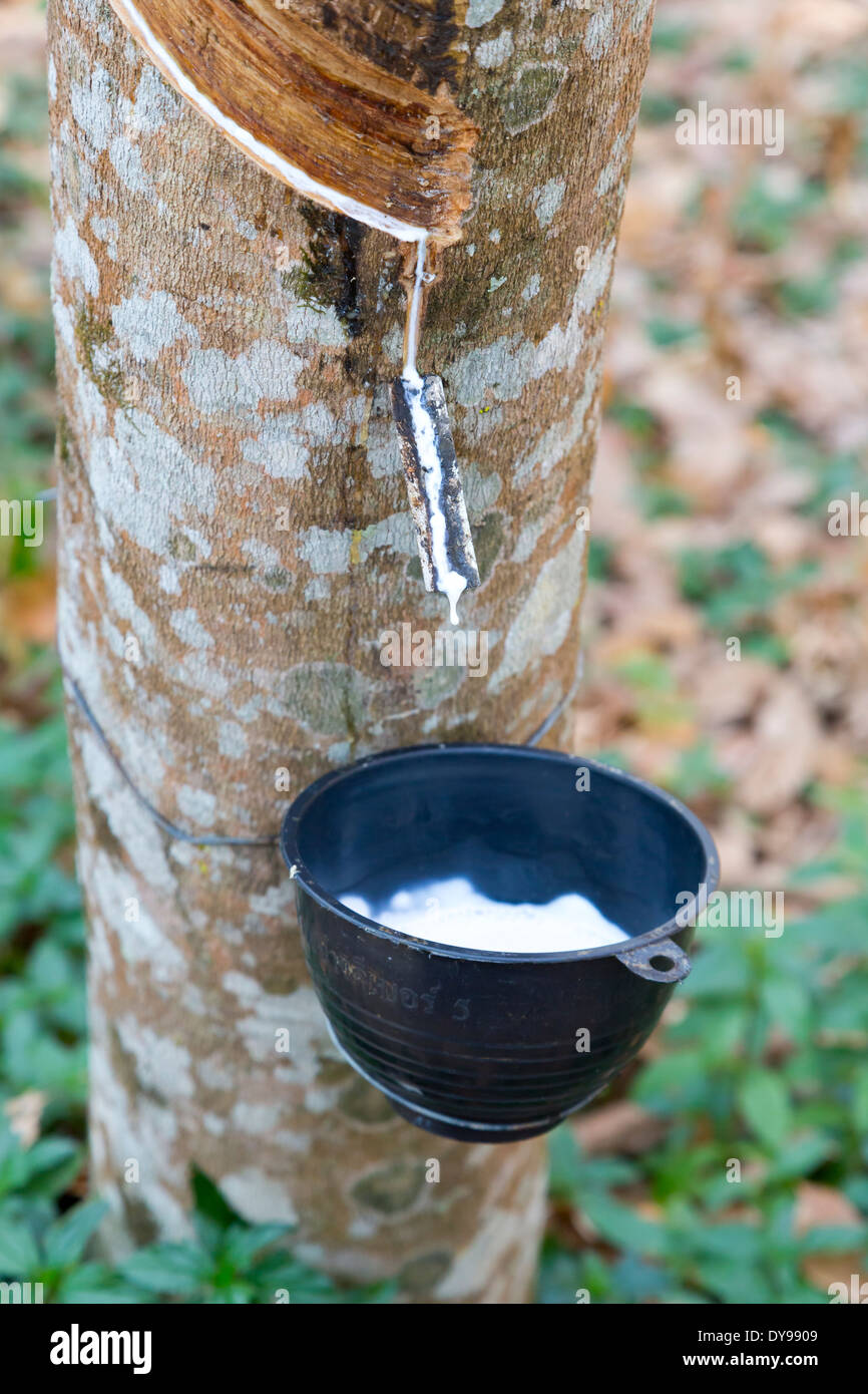 Rubber plantation hi-res stock photography and images - Alamy