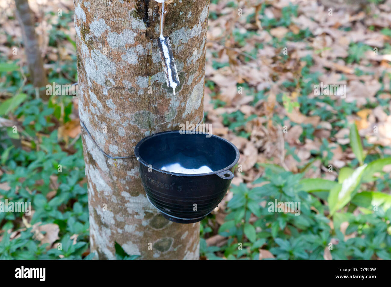 Rubber plantation hi-res stock photography and images - Alamy