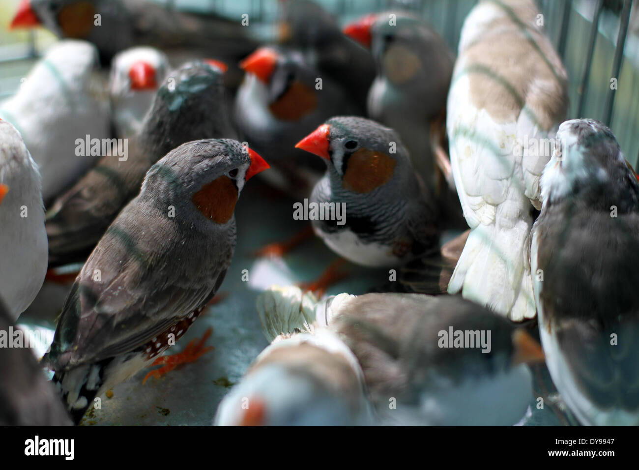 Gaza City, Gaza Strip, Palestinian Territory. 10th Apr, 2014. A Picture ...