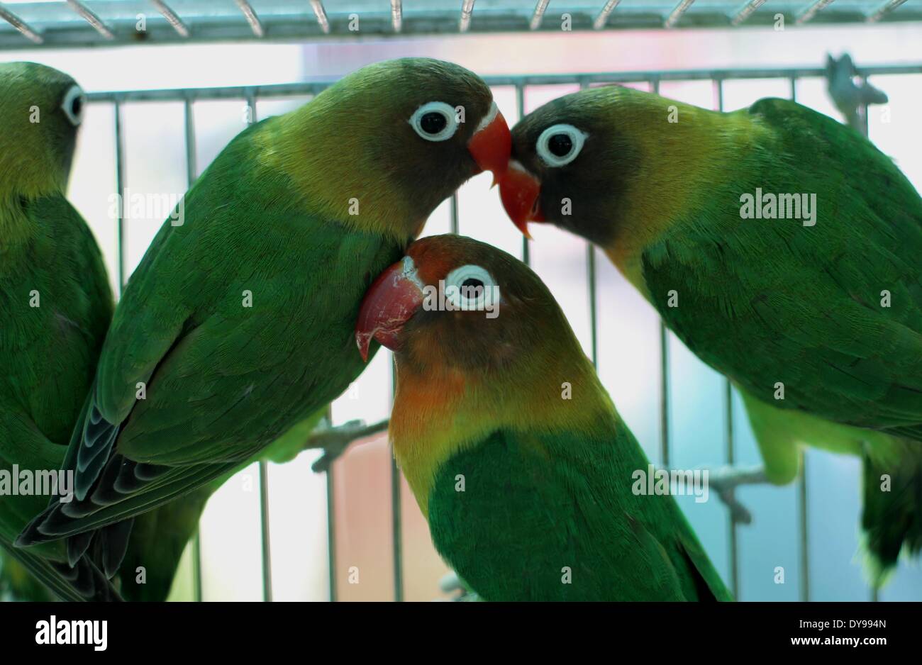 Gaza City, Gaza Strip, Palestinian Territory. 10th Apr, 2014. A Picture ...