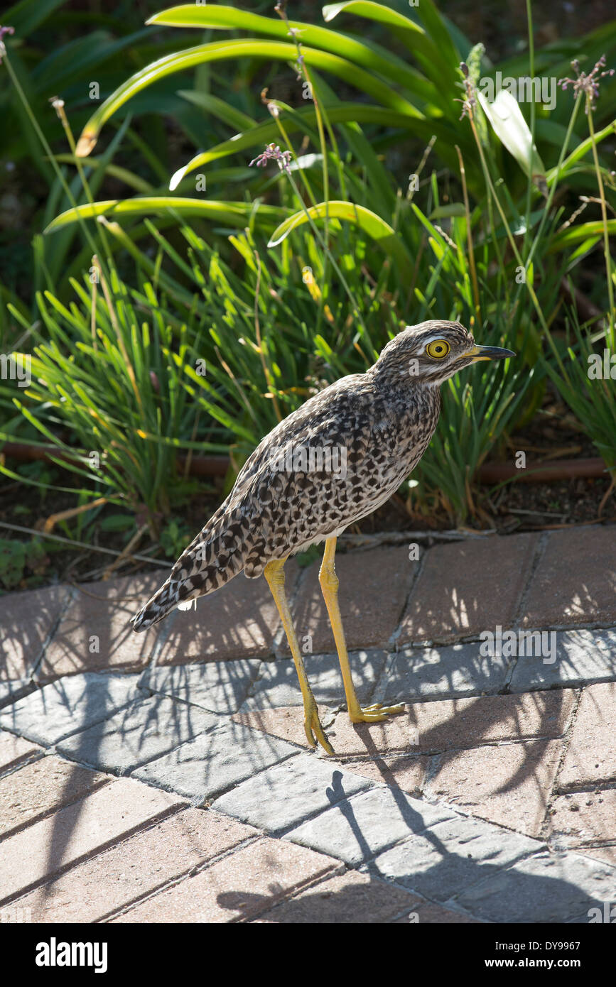 African dikkop hi-res stock photography and images - Alamy