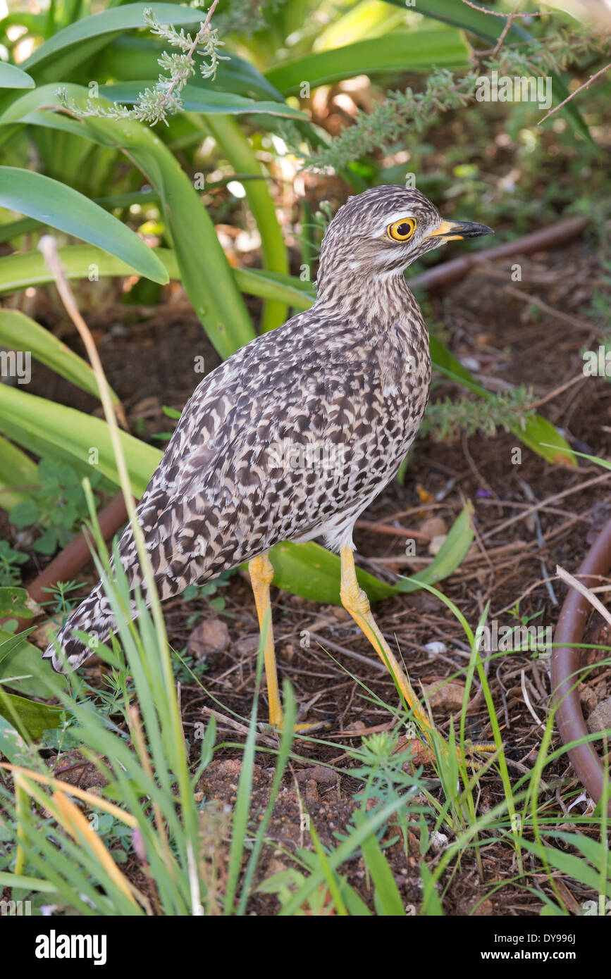 Spotted Thick Knee Dikkop. Pluver a Southern African bird in ...