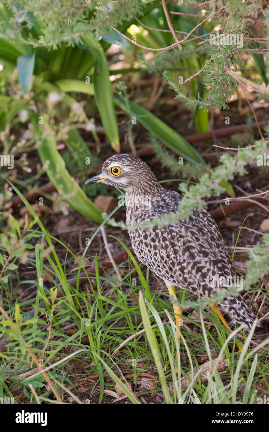 Spotted Thick Knee Dikkop. Pluver a Southern African bird in ...