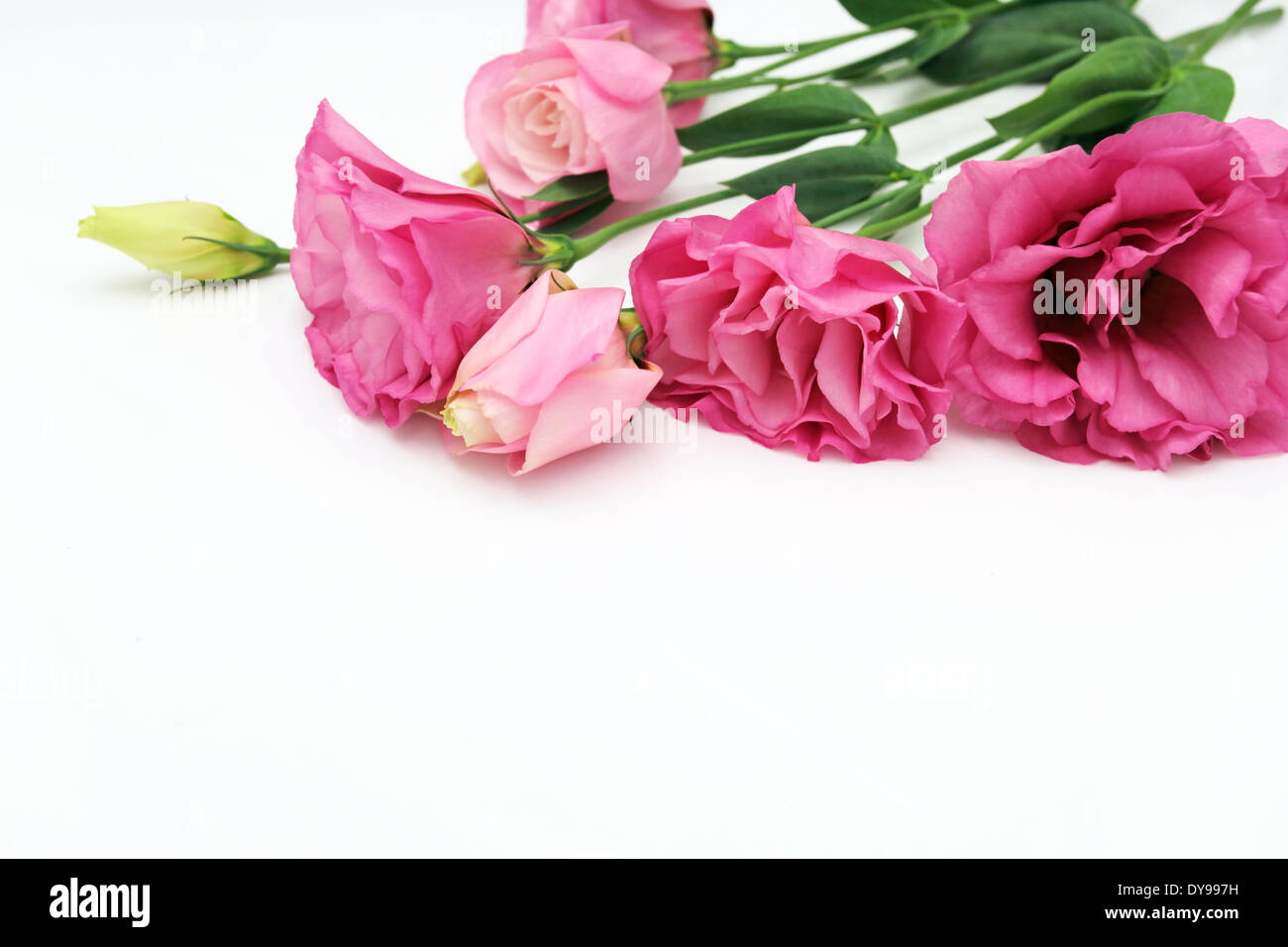 Beautiful and cute full bloom flower Stock Photo - Alamy
